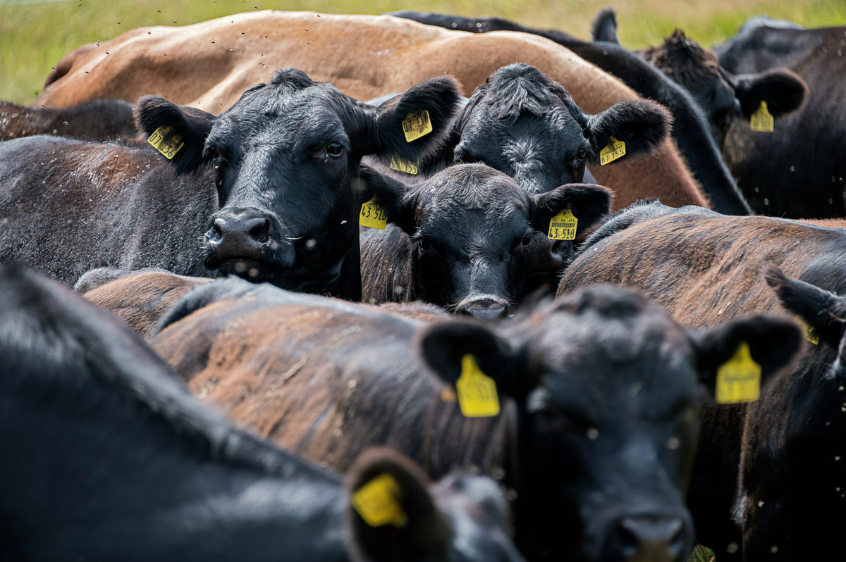 Grass-Fed vs. Grass-Fed, Grain-Finished Beef: Which is Better and Why ...
