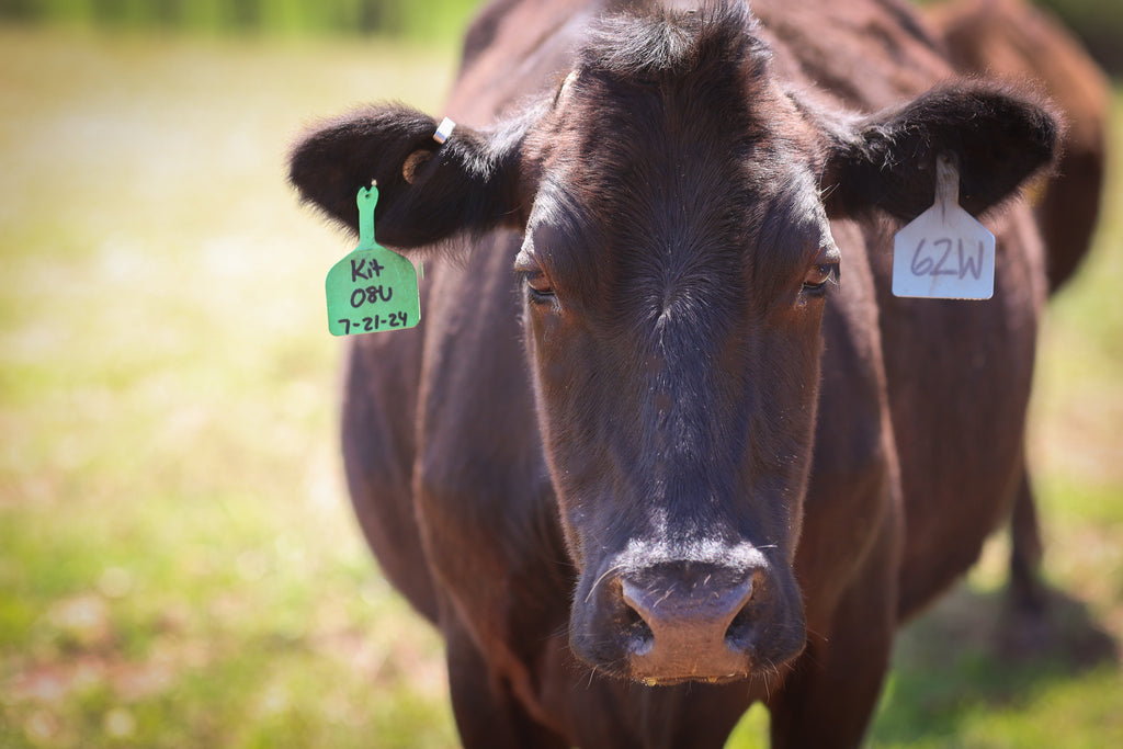 Wagyu vs. Angus Beef: Understanding the Difference – Caroland Farms Wagyu